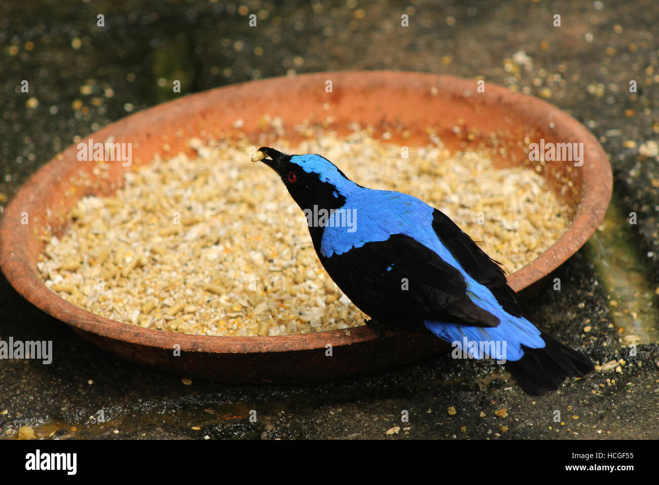 Blue colured crow hi-res stock photography and images - Alamy