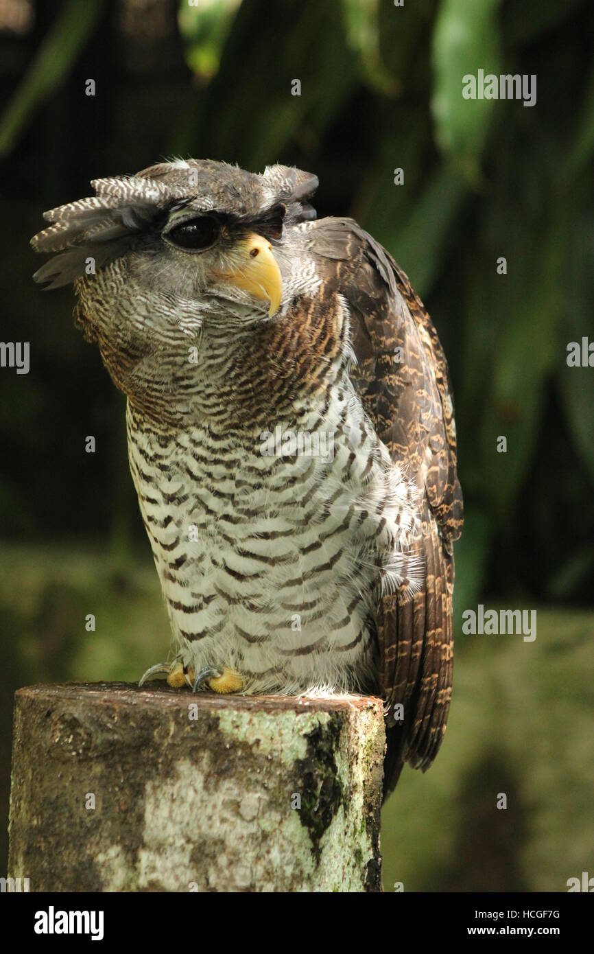 Owl in the daytime Stock Photo - Alamy