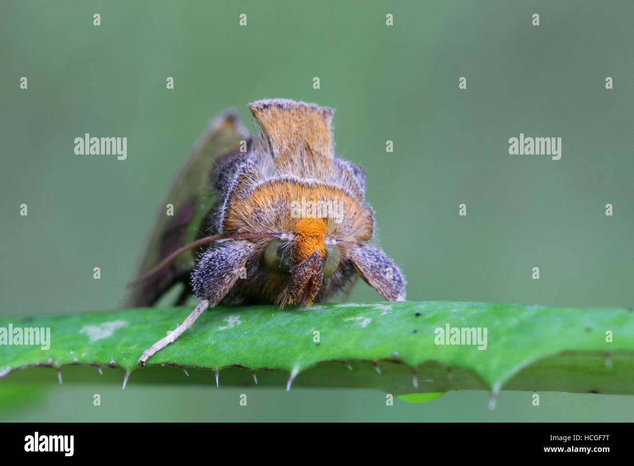 Tutts burnished brass moth, Diachrysia tutti Stock Photo - Alamy
