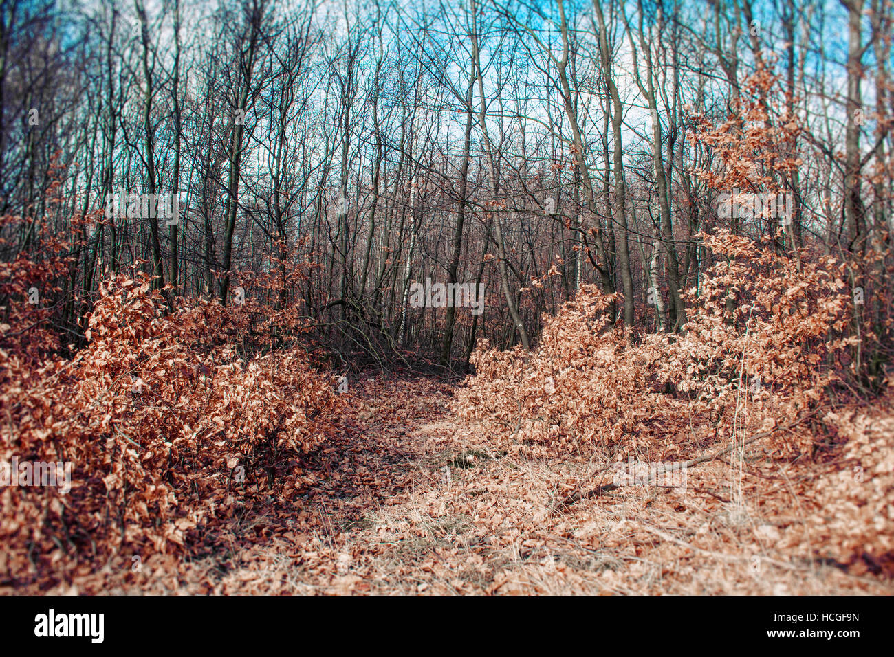 Red forest hi-res stock photography and images - Alamy