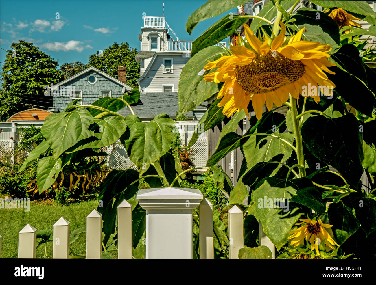 City Island Sunflower Stock Photo - Alamy