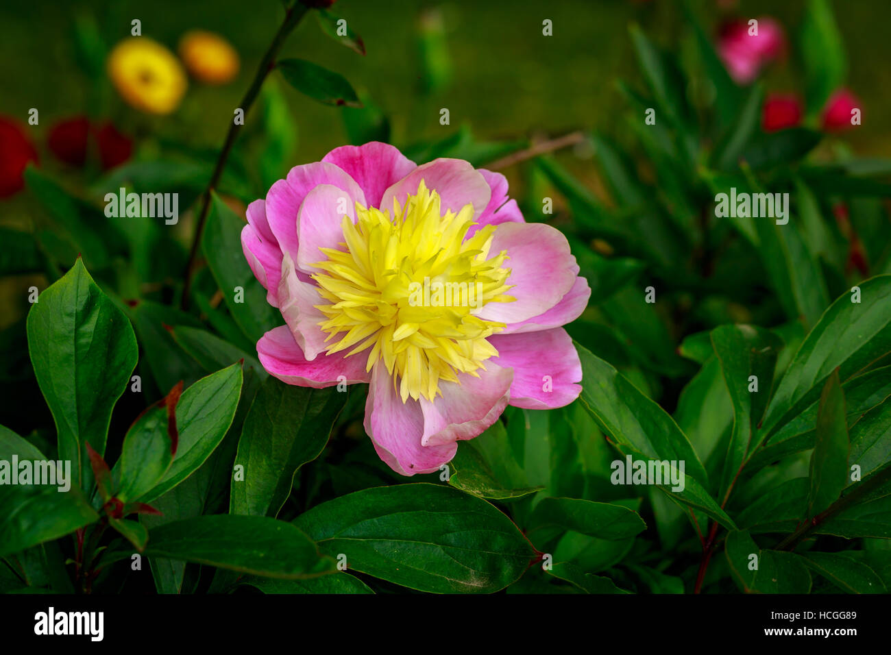 Beautiful peony flower blooms in the garden Stock Photo - Alamy