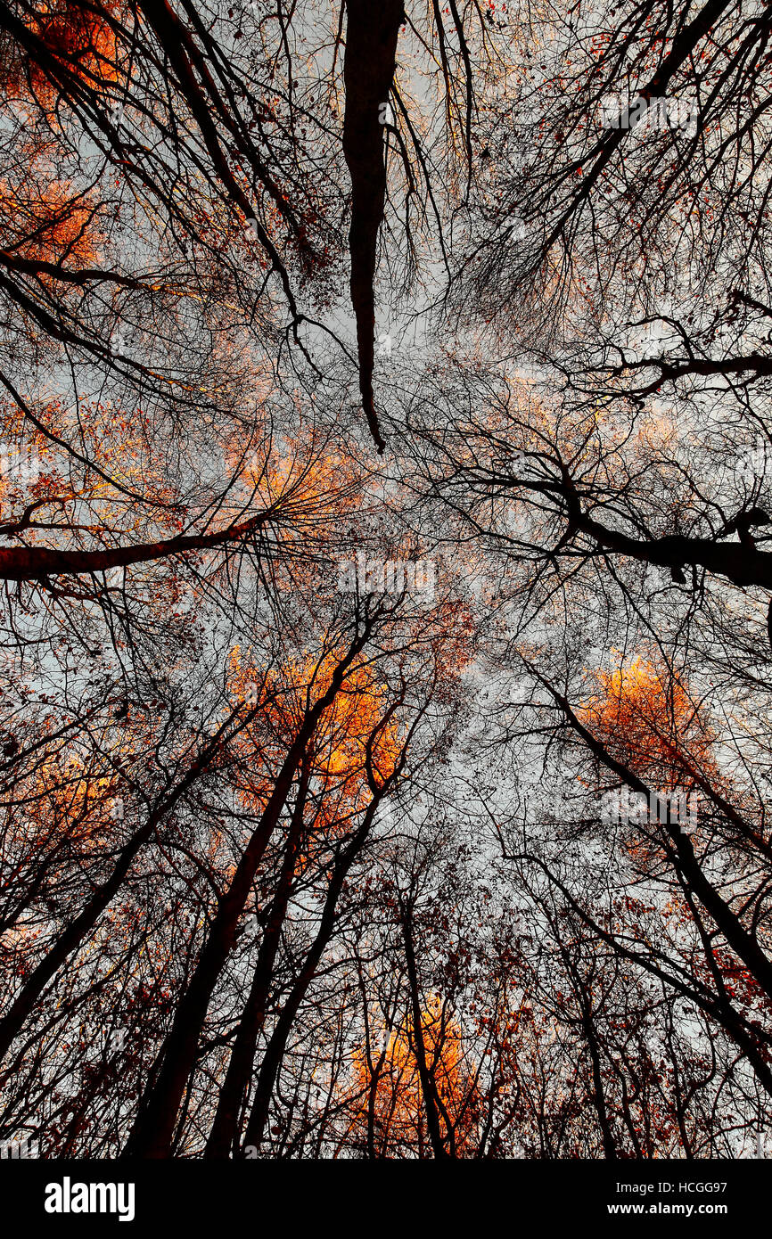 Tree canopy from below hi-res stock photography and images - Alamy