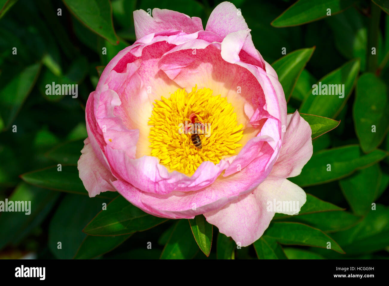 Beautiful peony flower blooms in the garden, with a bee in the middle ...