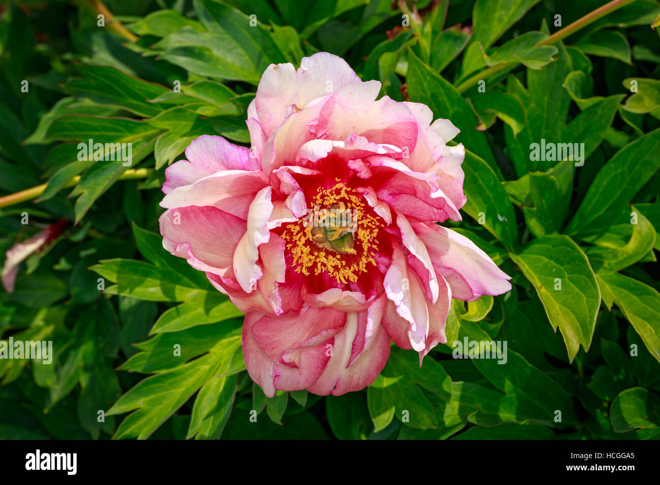 Beautiful peony flower blooms in the garden Stock Photo - Alamy