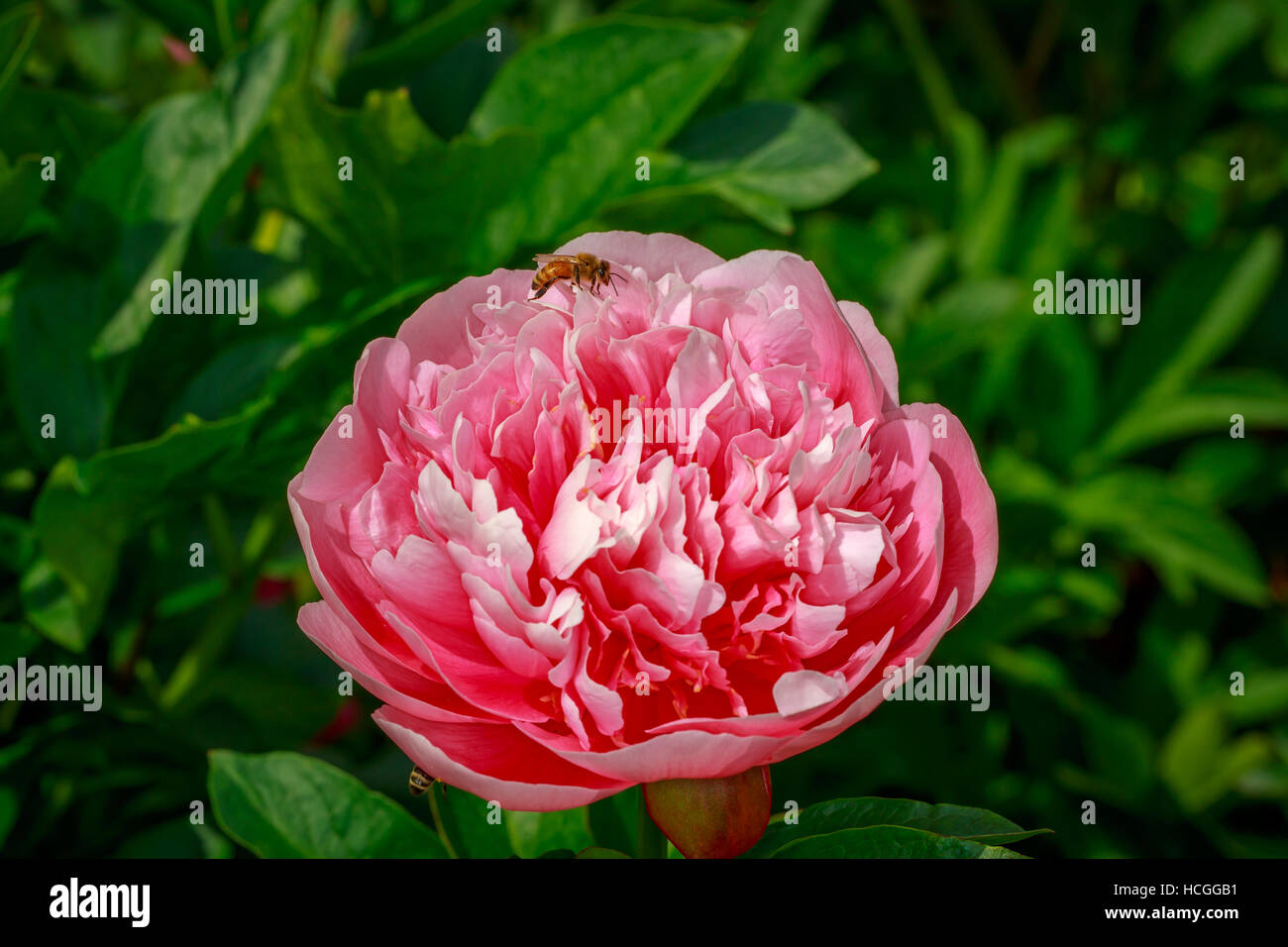 Beautiful peony flower blooms in the garden, with a bee Stock Photo - Alamy
