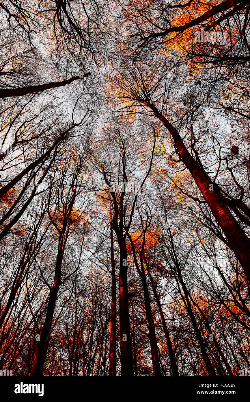 Dramatic tree canopy views from below looking up in woodland park Stock ...