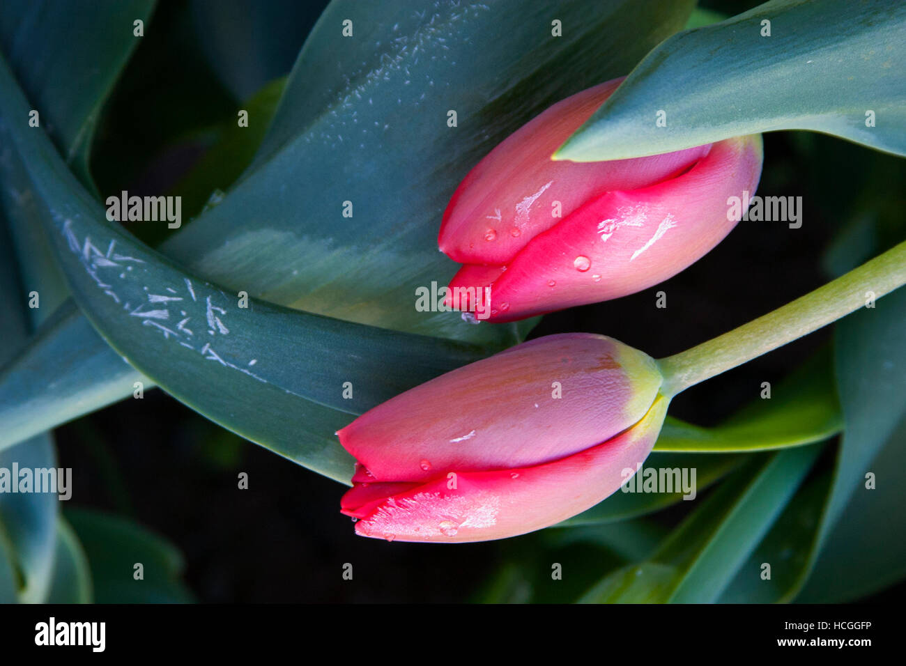 Two blooms tulips hi-res stock photography and images - Alamy