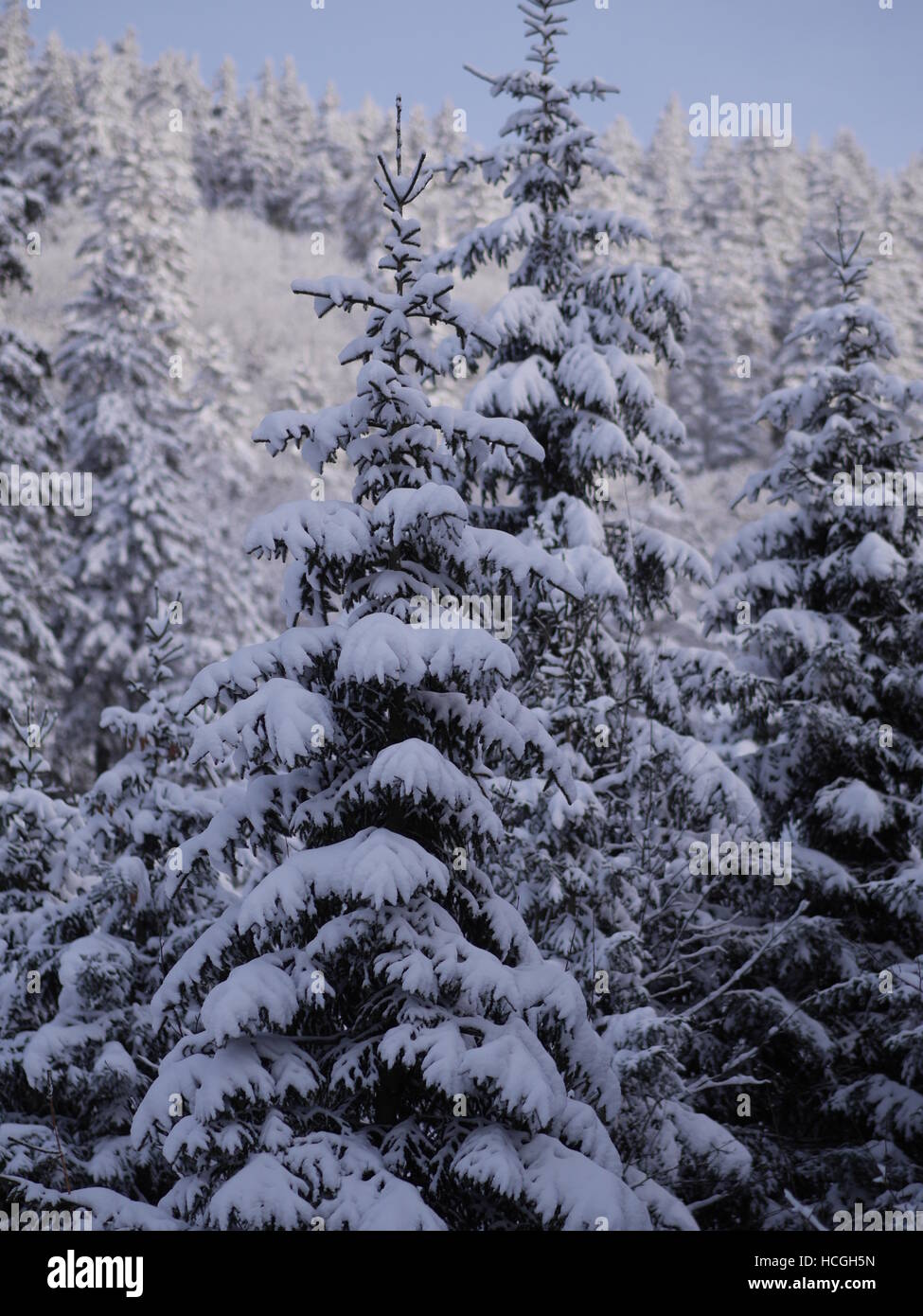 winter landscape fir Stock Photo - Alamy