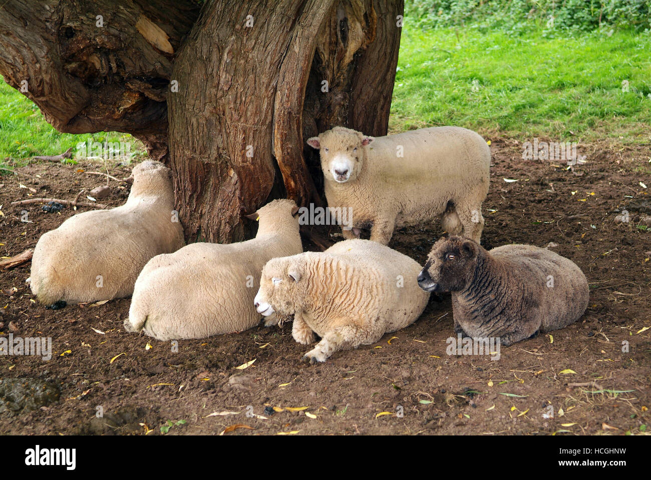 Shelter under a tree hi-res stock photography and images - Alamy