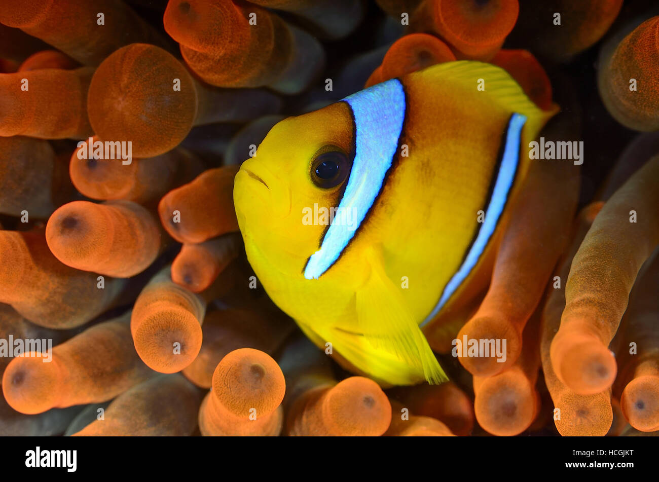 Anemona hi-res stock photography and images - Alamy