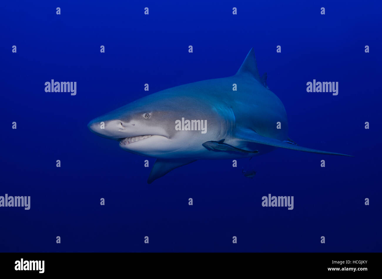 Shark blue hi-res stock photography and images - Alamy