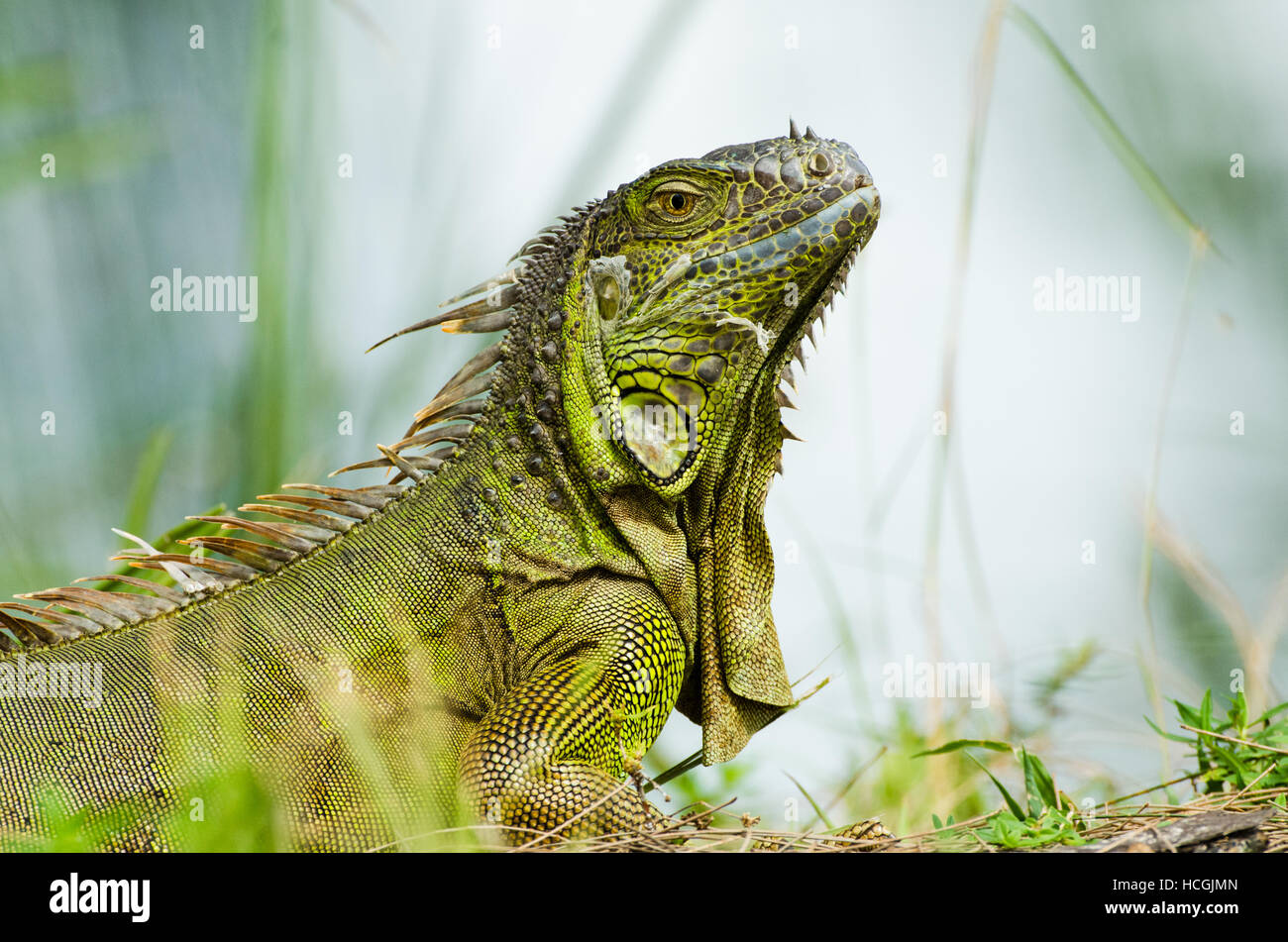 Iguana and birds hi-res stock photography and images - Alamy