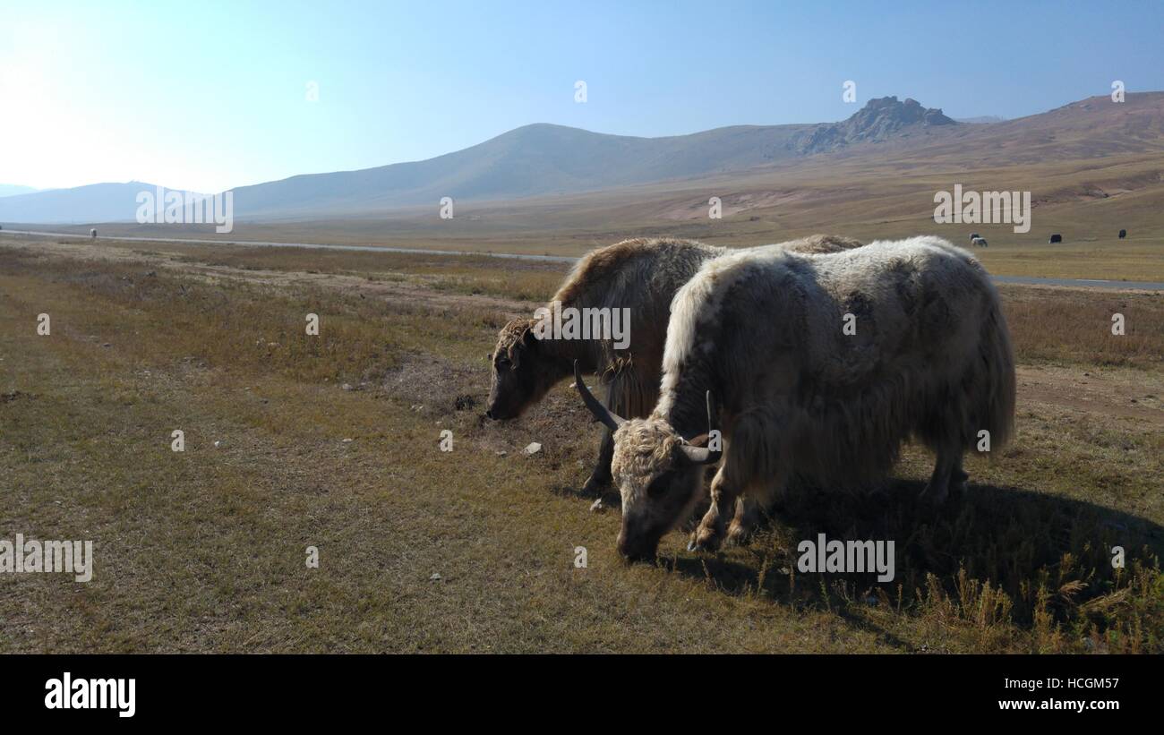 Nomad and yak hi-res stock photography and images - Alamy