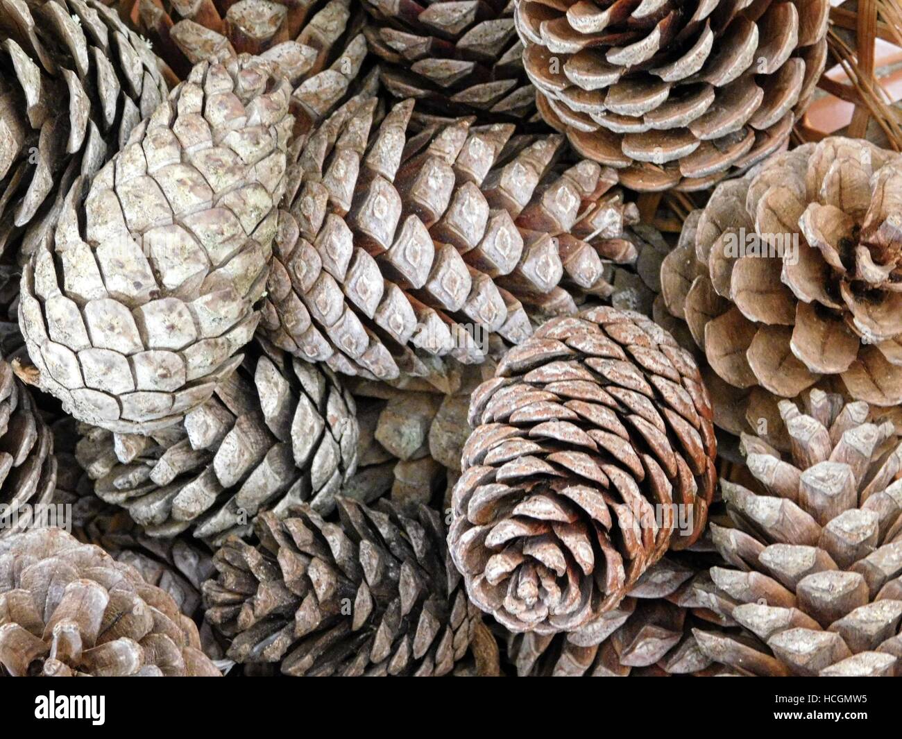 Texture of pine cones Stock Photo - Alamy