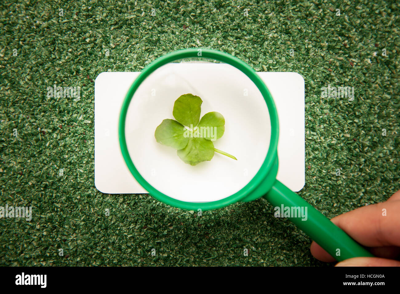 Looking for four-leaf clover with magnifying glass Stock Photo - Alamy