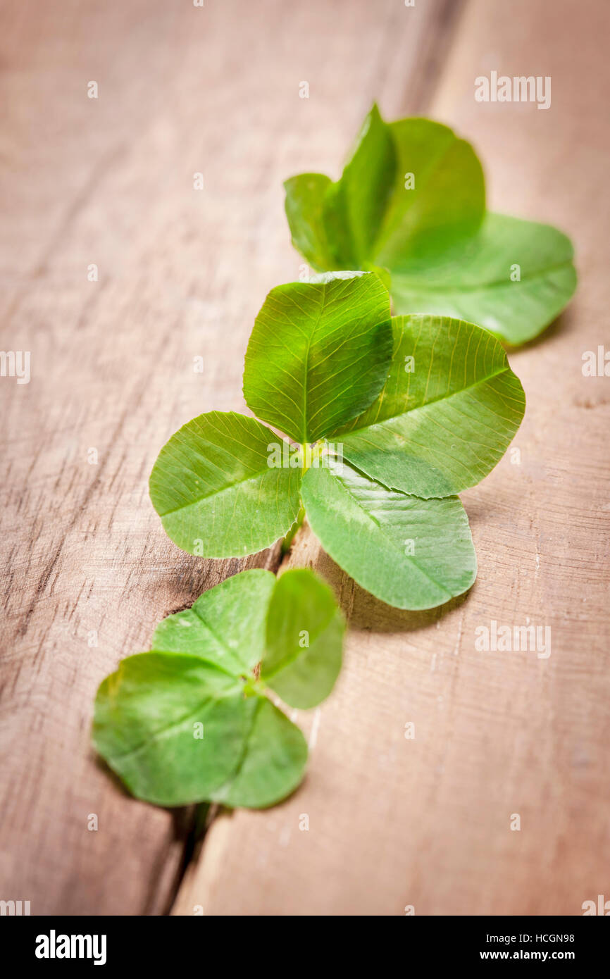 Four leaf grass hi-res stock photography and images - Alamy