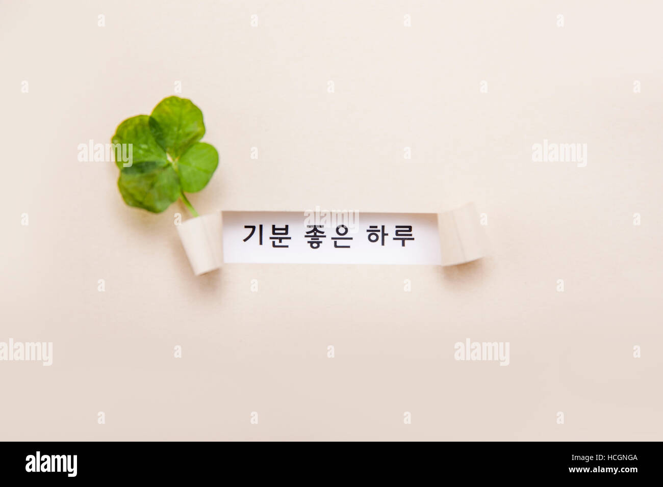 Four-leaf clover with Korean message Stock Photo - Alamy