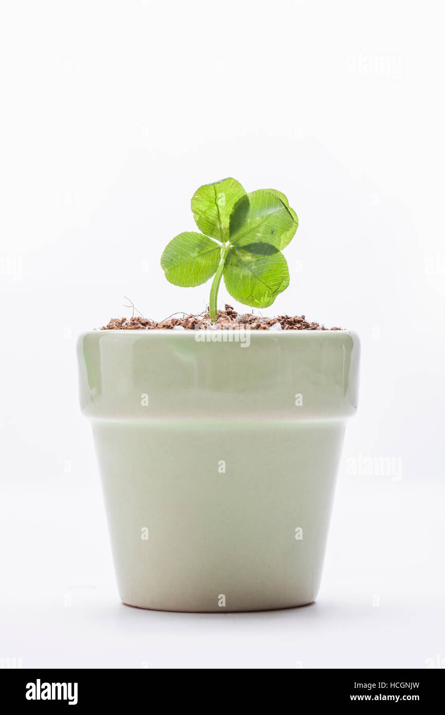 Four-leaf clover in a pot Stock Photo - Alamy
