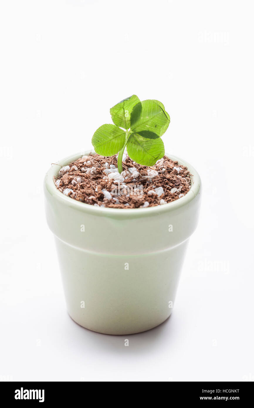 Clover in grass Cut Out Stock Images & Pictures - Alamy