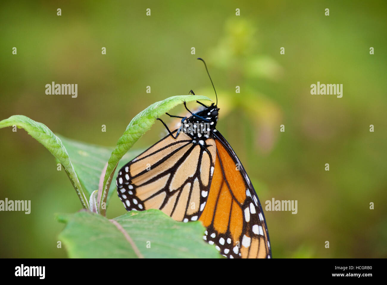 Monarch butterfly eating hi-res stock photography and images - Alamy