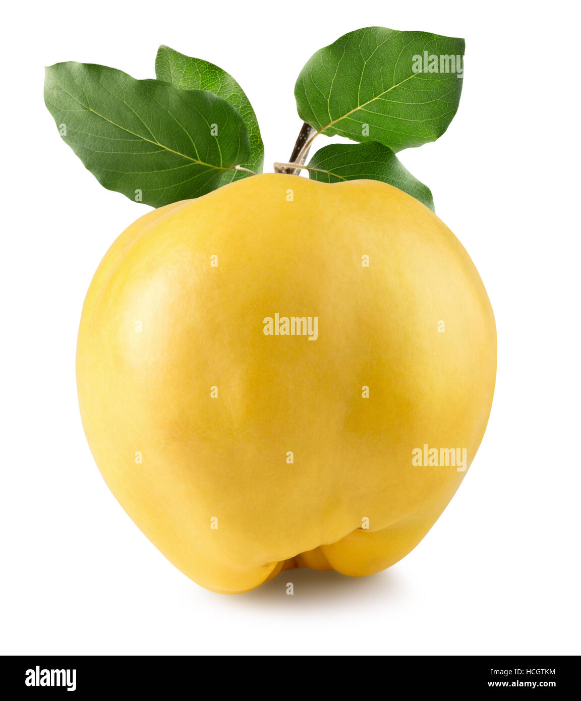 quince isolated on the white background Stock Photo - Alamy