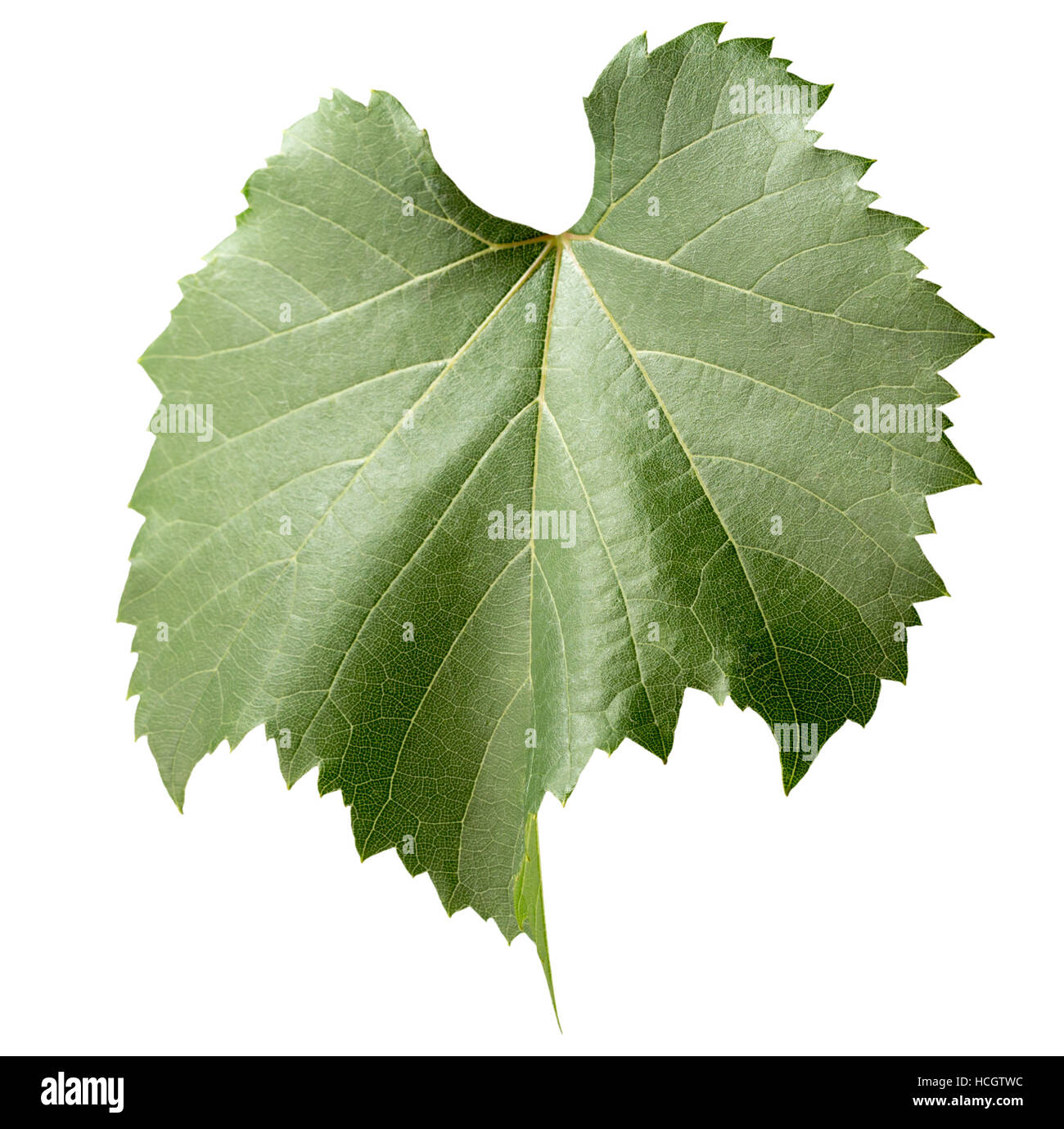 grape leaf isolated on the white background Stock Photo - Alamy