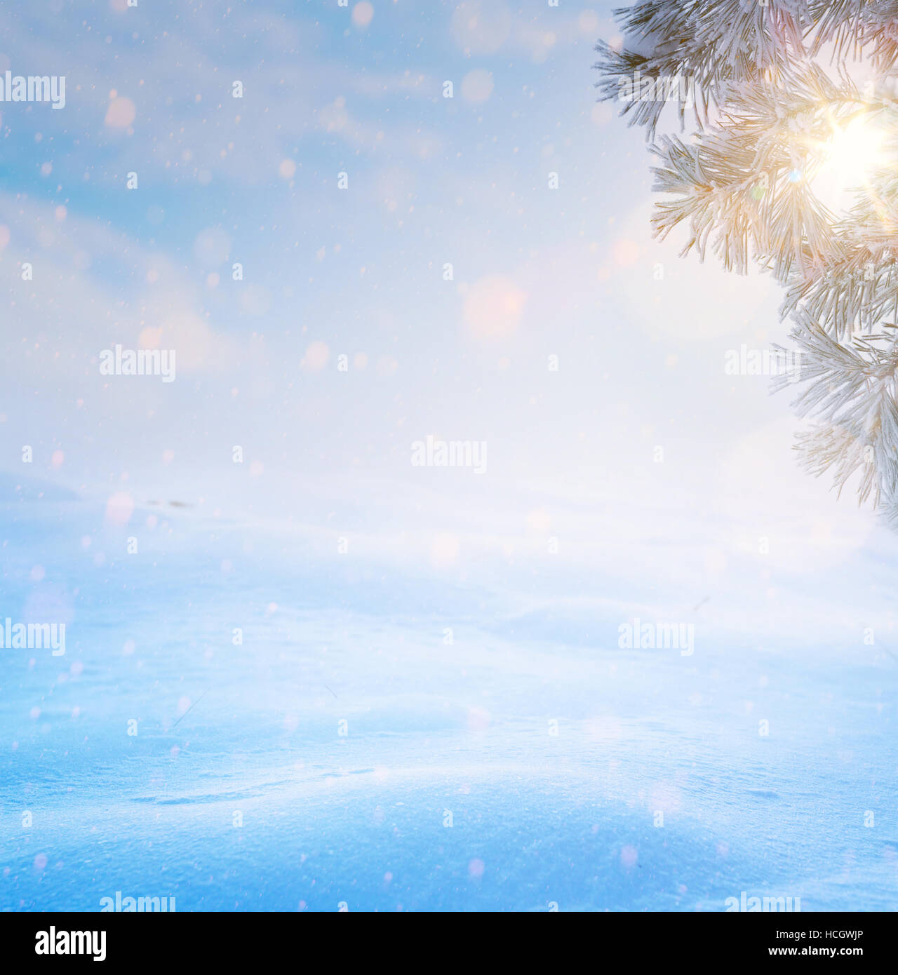 Winter blue tree hi-res stock photography and images - Alamy
