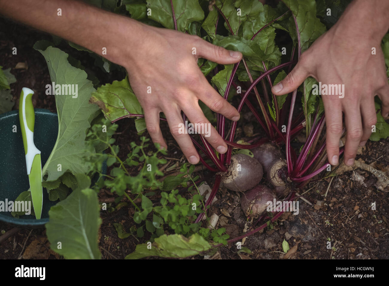 Hand of a man harvesting beetroot Stock Photo - Alamy