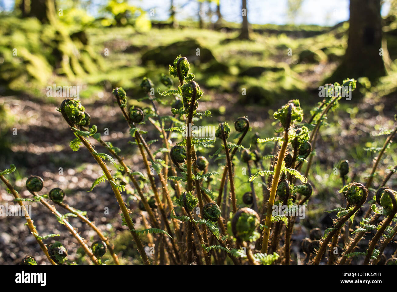 Leaves curled hi-res stock photography and images - Alamy