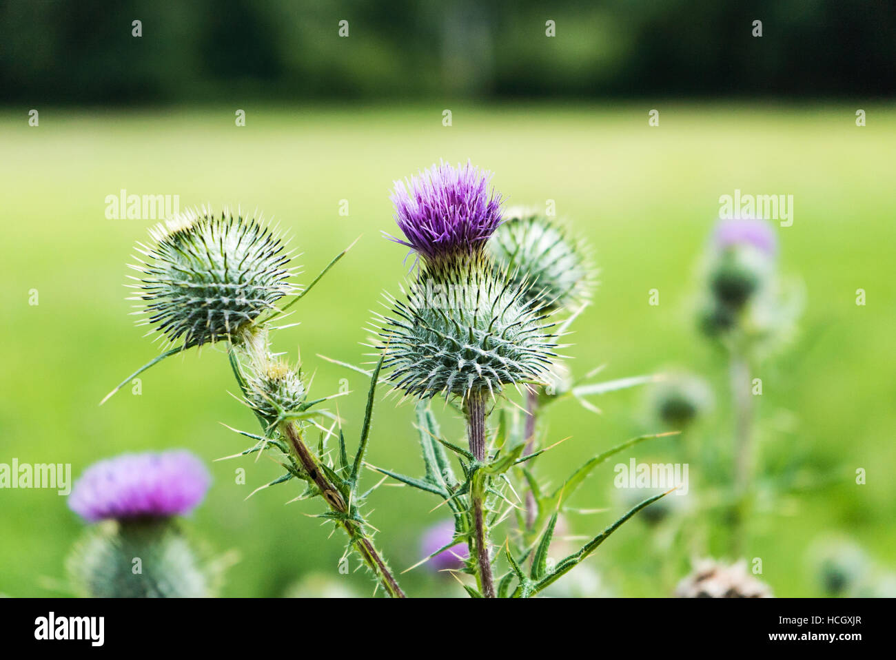Thistle in bloom Stock Photo - Alamy