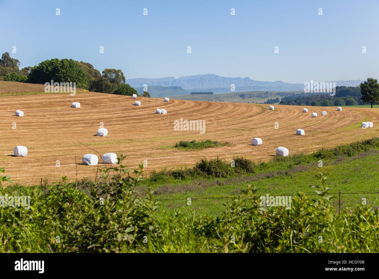 Rolled grass hi-res stock photography and images - Alamy