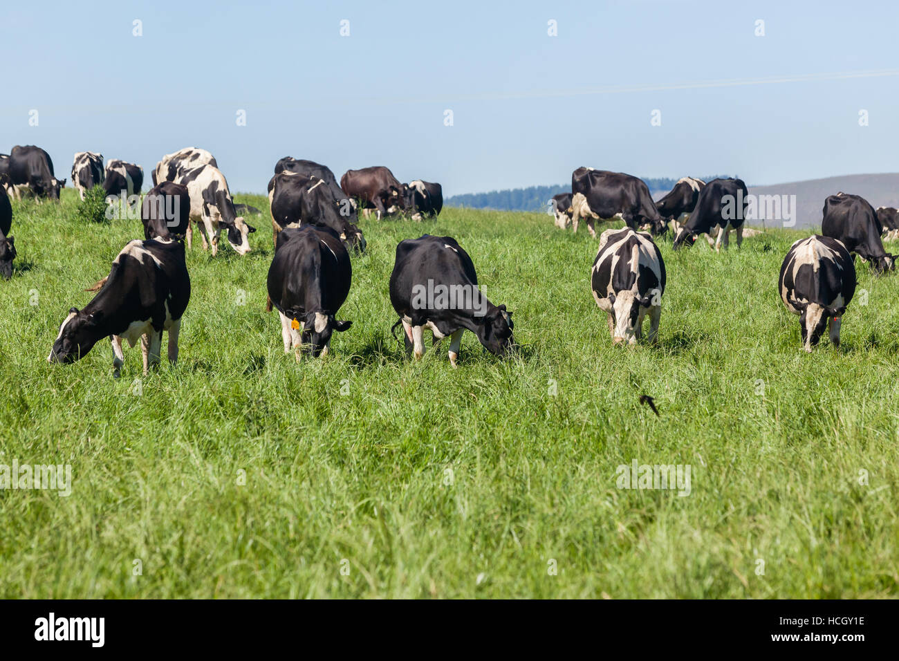 Dairy farming friesland cow animals closeup photo in summer green ...