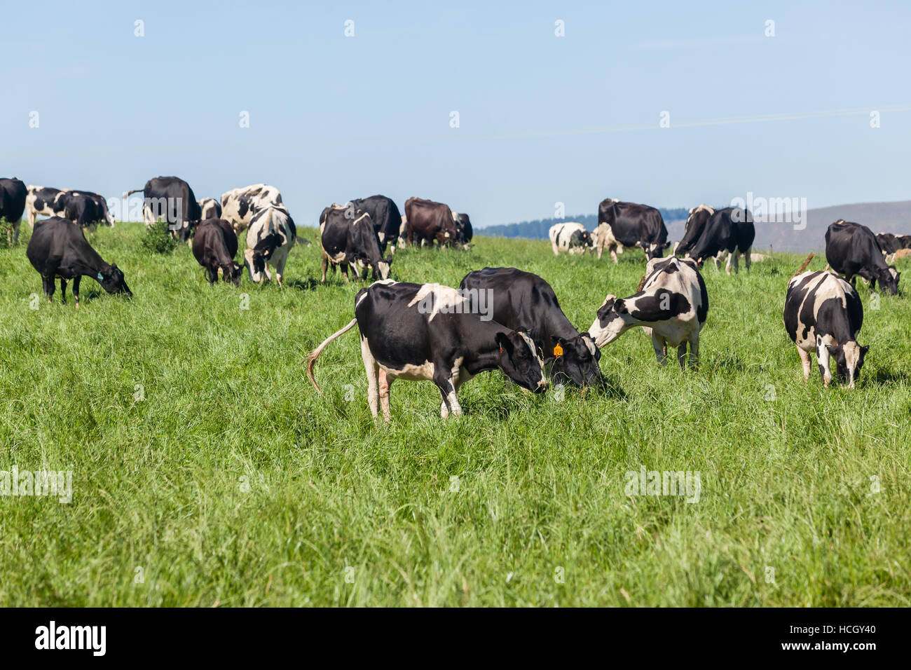 Dairy farming friesland cow animals hi-res stock photography and images ...