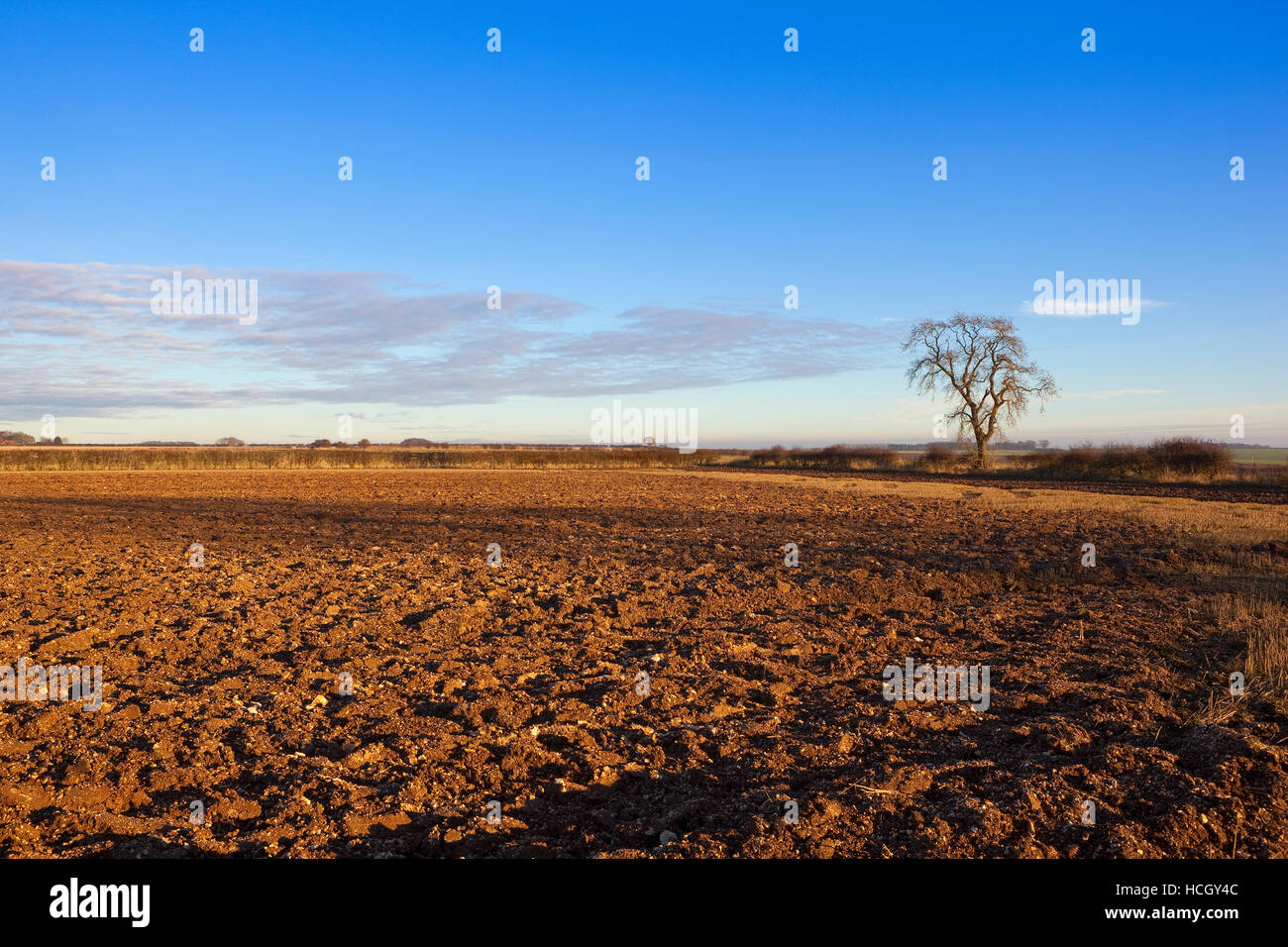 Patterns and textures of a newly plowed field with hedgerows and a lone ...