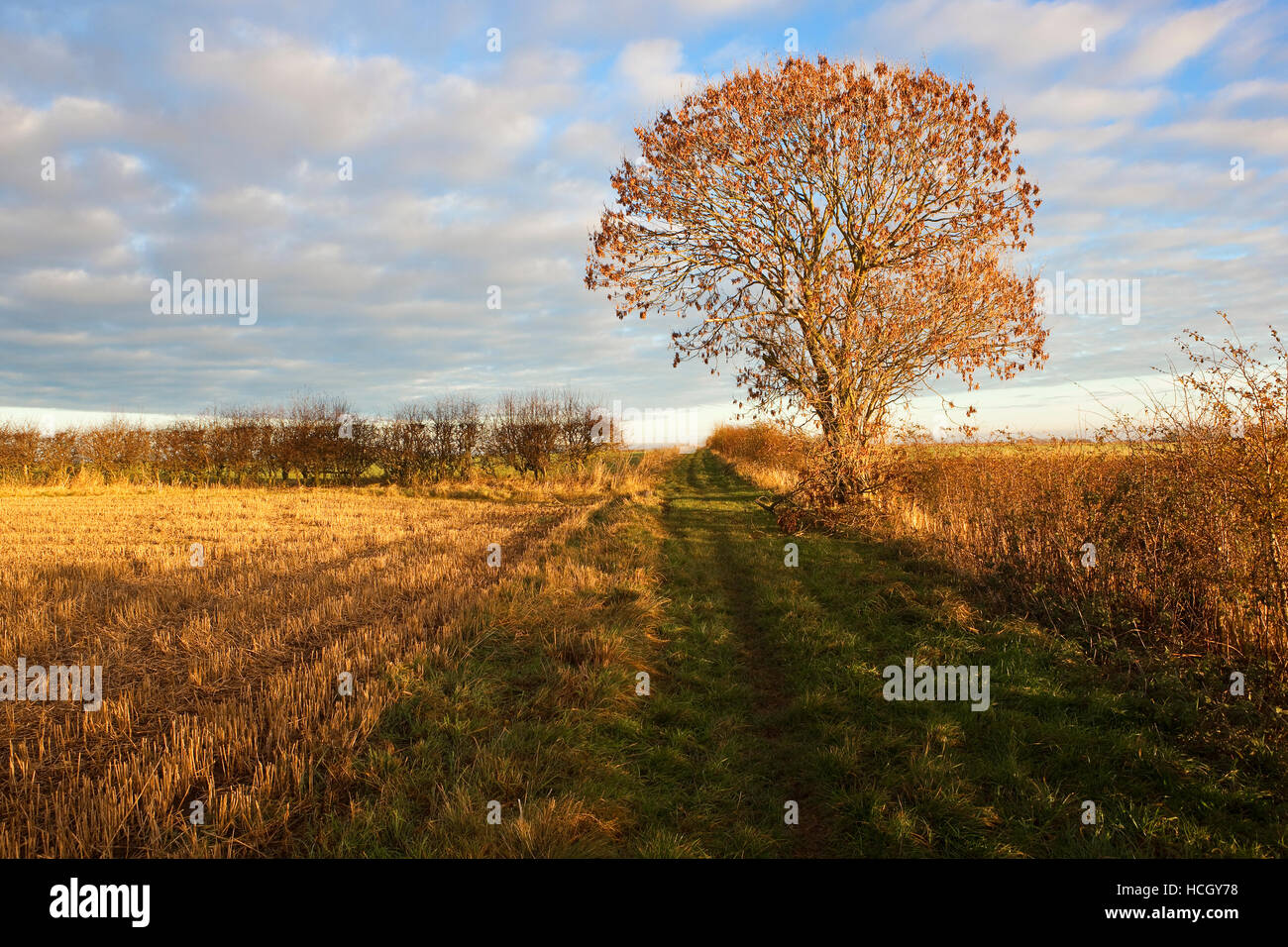 Ash tree with hedgerows and stubble bathed in golden autumn light under ...