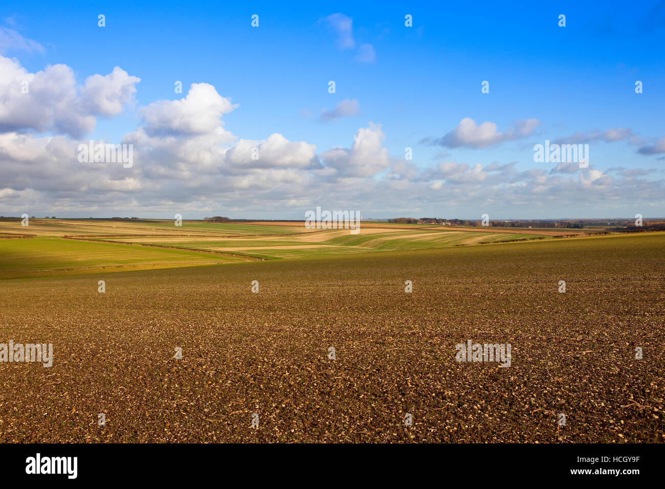 Seedling cereal crops in the scenic patchwork landscape of the ...