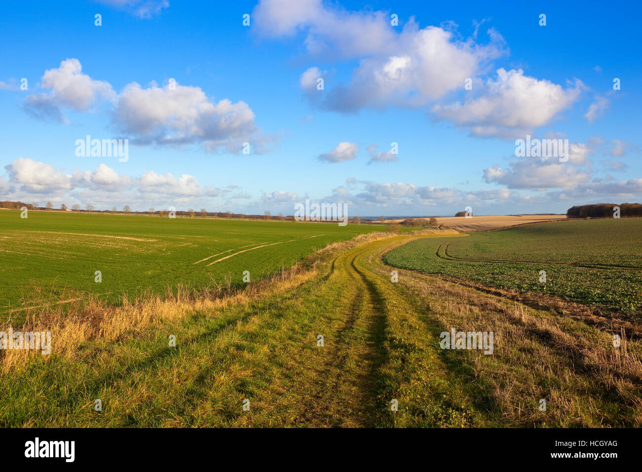 Patterns and textures of the scenic Yorkshire wolds landscape in autumn ...