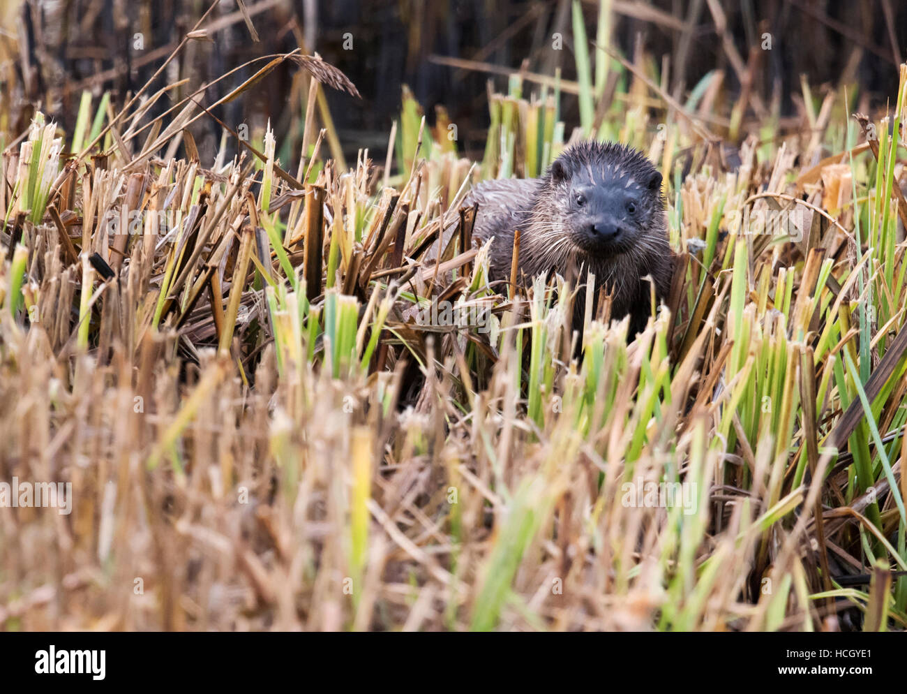 A Eurasian Otter cub (Lutra lutra) takes a peek above the reeds in ...
