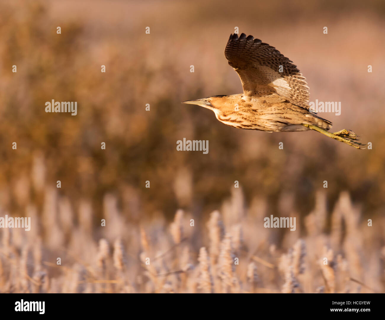 Bittern (Botaurus stellaris) in flight over Suffolk reedbed Stock Photo ...