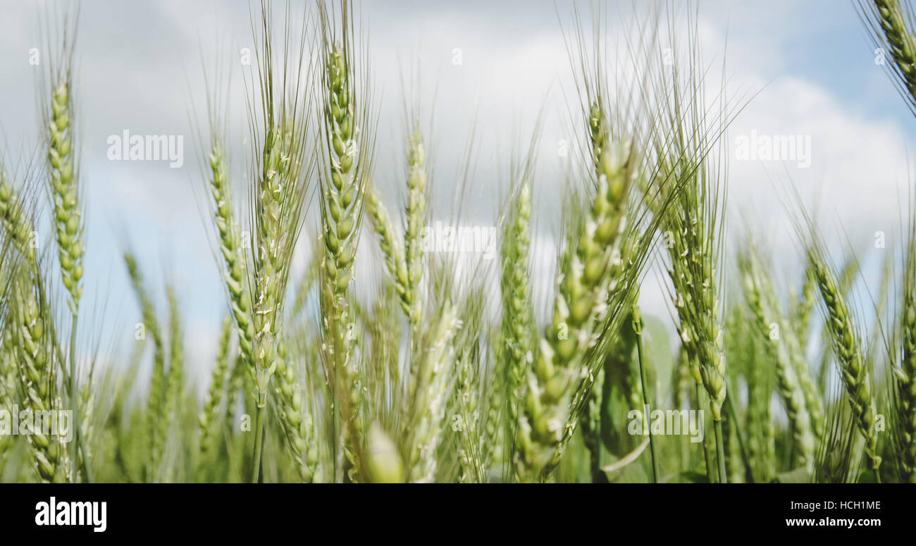 Wheat view hi-res stock photography and images - Alamy