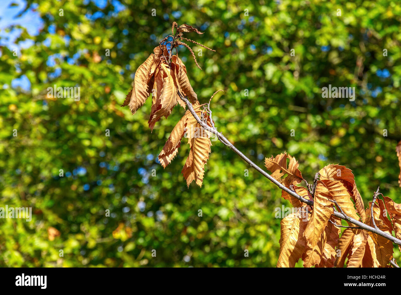 Leaf hanging from twig hi-res stock photography and images - Alamy