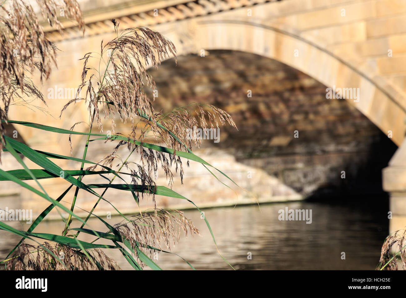 Dry reeds with Serpentine Bridge in the background in Hyde Park, London ...