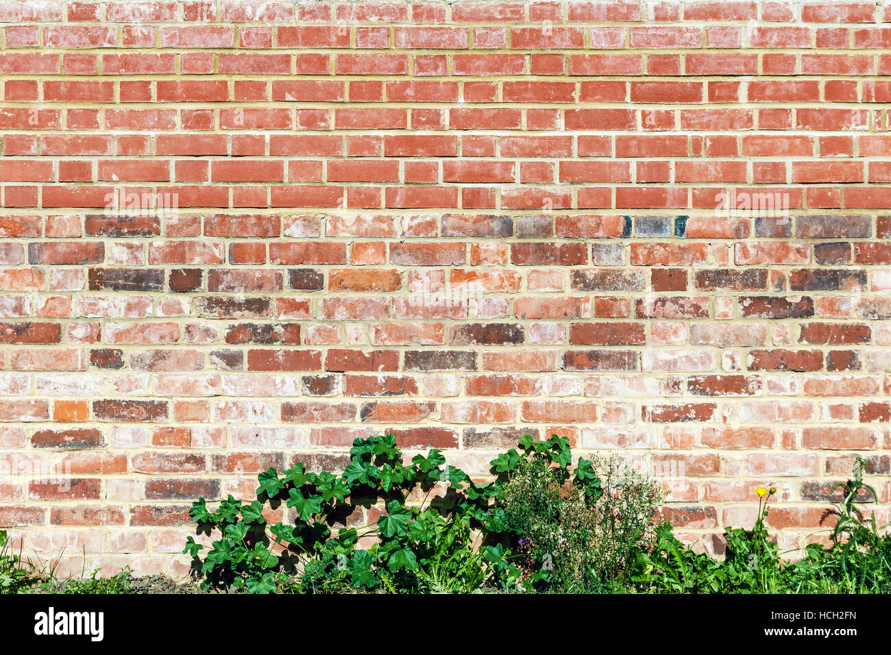 Red brick wall and green plant for background use Stock Photo - Alamy