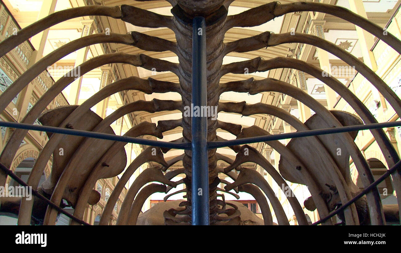 NOSTALGIA FOR THE LIGHT, (aka NOSTALGIA DE LA LUZ), Dinosaur skeleton ...