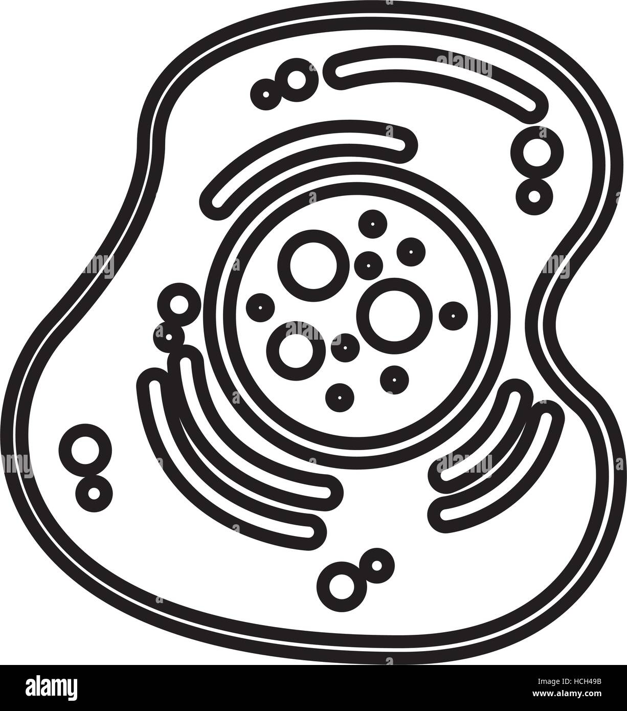 Animal Cell Diagram Stock Photos & Animal Cell Diagram Stock Images - Alamy