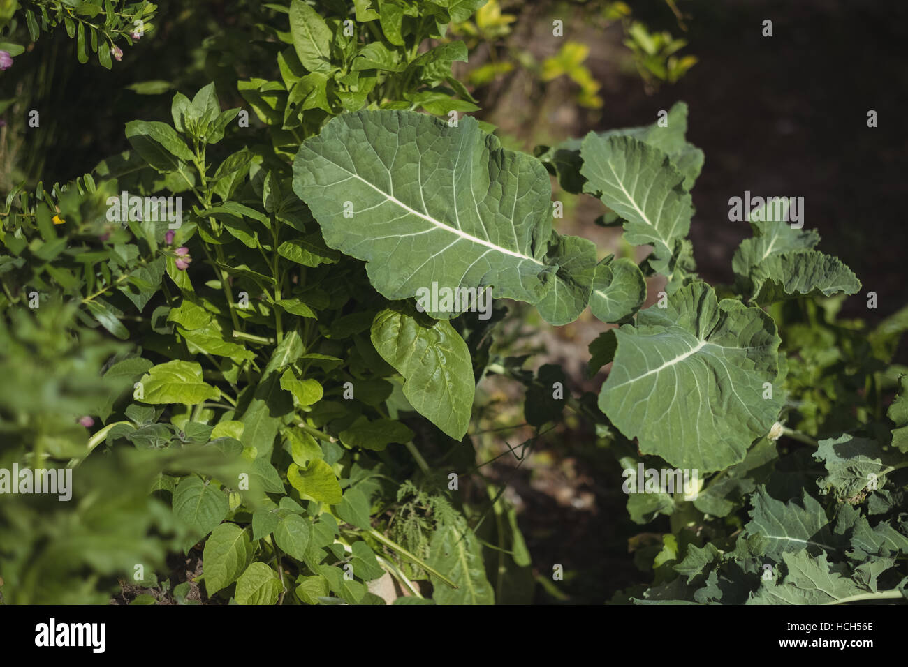 Beetroot plant in vegetable garden Stock Photo - Alamy