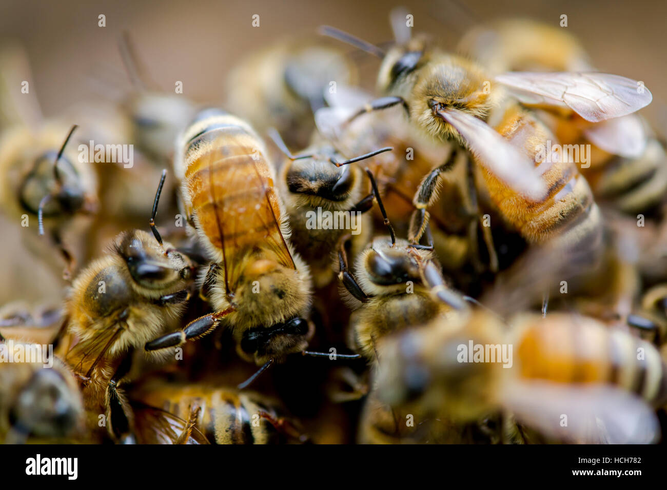 Hive macro hi-res stock photography and images - Alamy