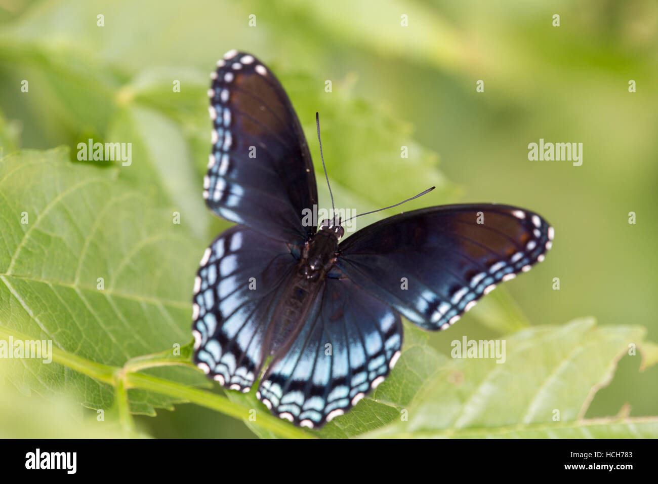 Purple wings hi-res stock photography and images - Alamy
