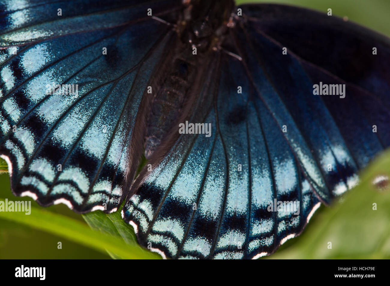 A close of up the scales and wing-lining hairs of a red-spotted purple ...